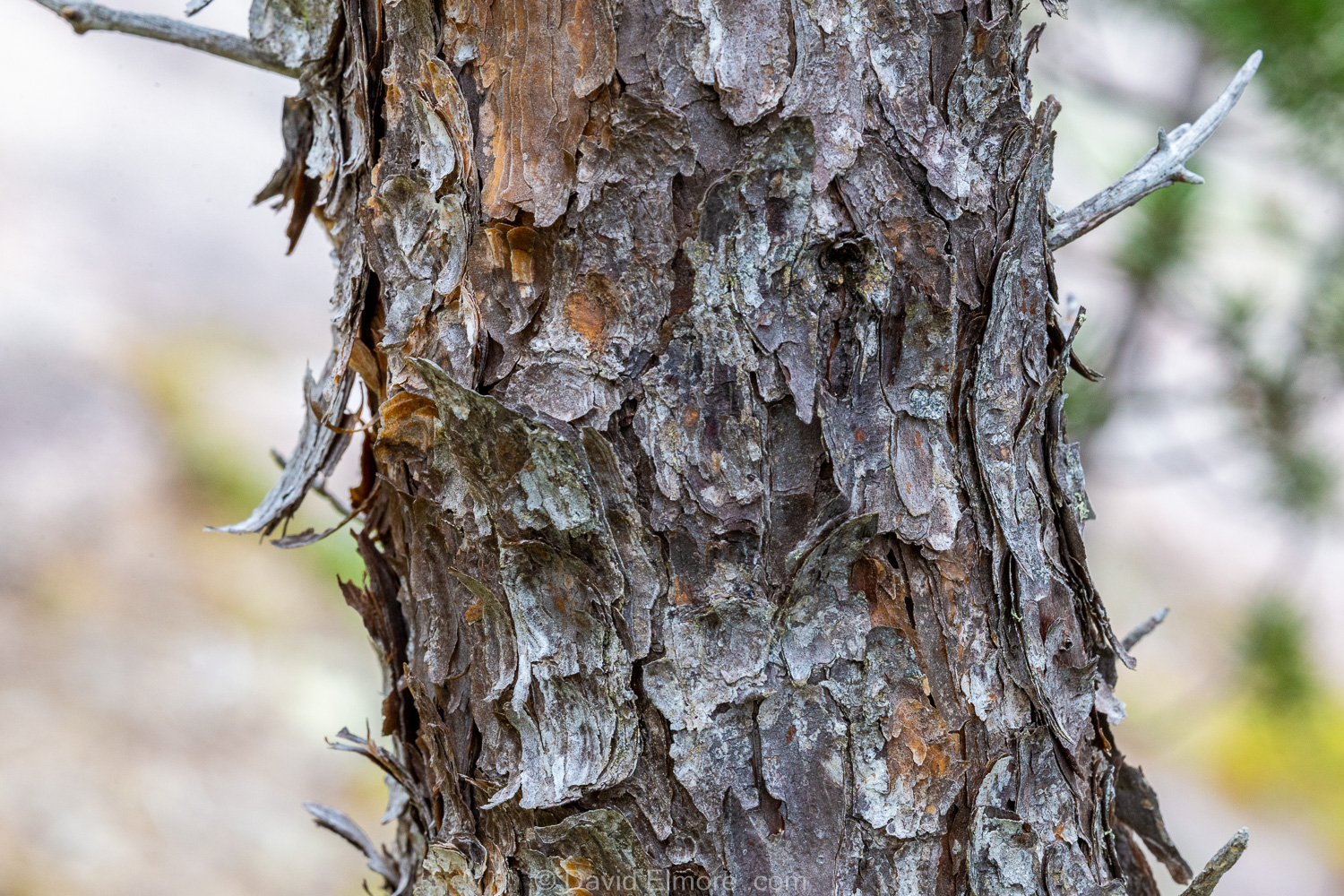 Jack Pine Bark